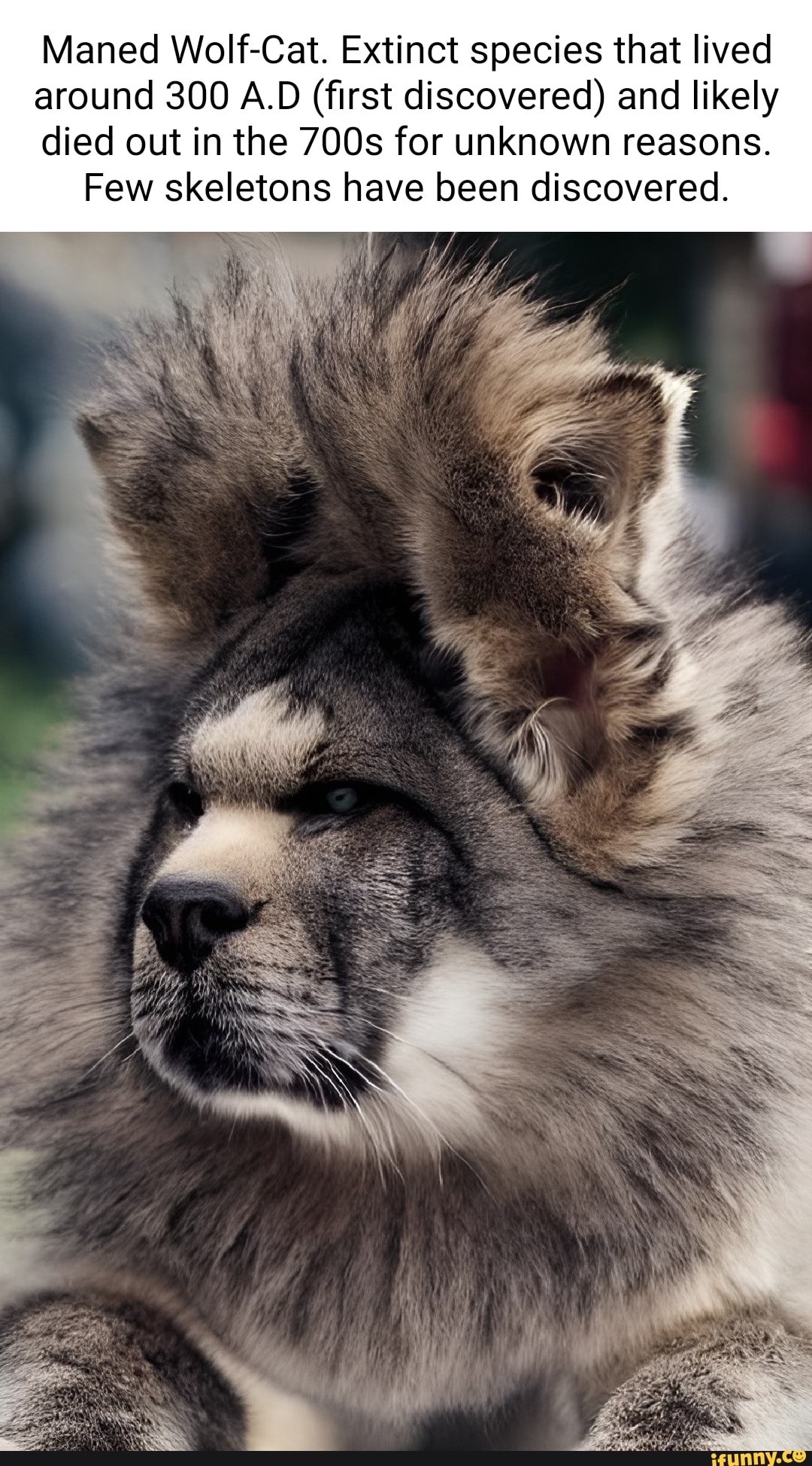 Maned Wolf-Cat. Extinct species that lived around 300 A.D (first ...