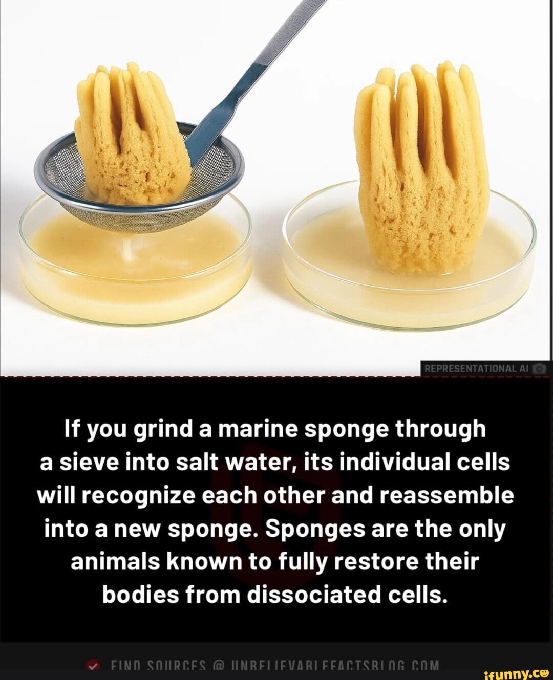 NATIONAL If you grind a marine sponge through a sieve into salt water ...