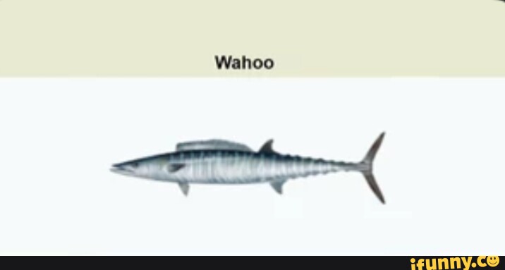 Wahoo memes. Best Collection of funny Wahoo pictures on iFunny