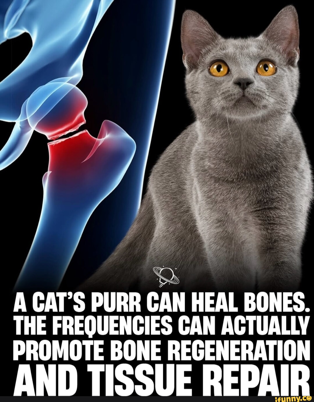 A CAT'S PURR CAN HEAL BONES. THE FREQUENCIES CAN ACTUALLY PROMOTE BONE REGENERATION AND TISSUE ...