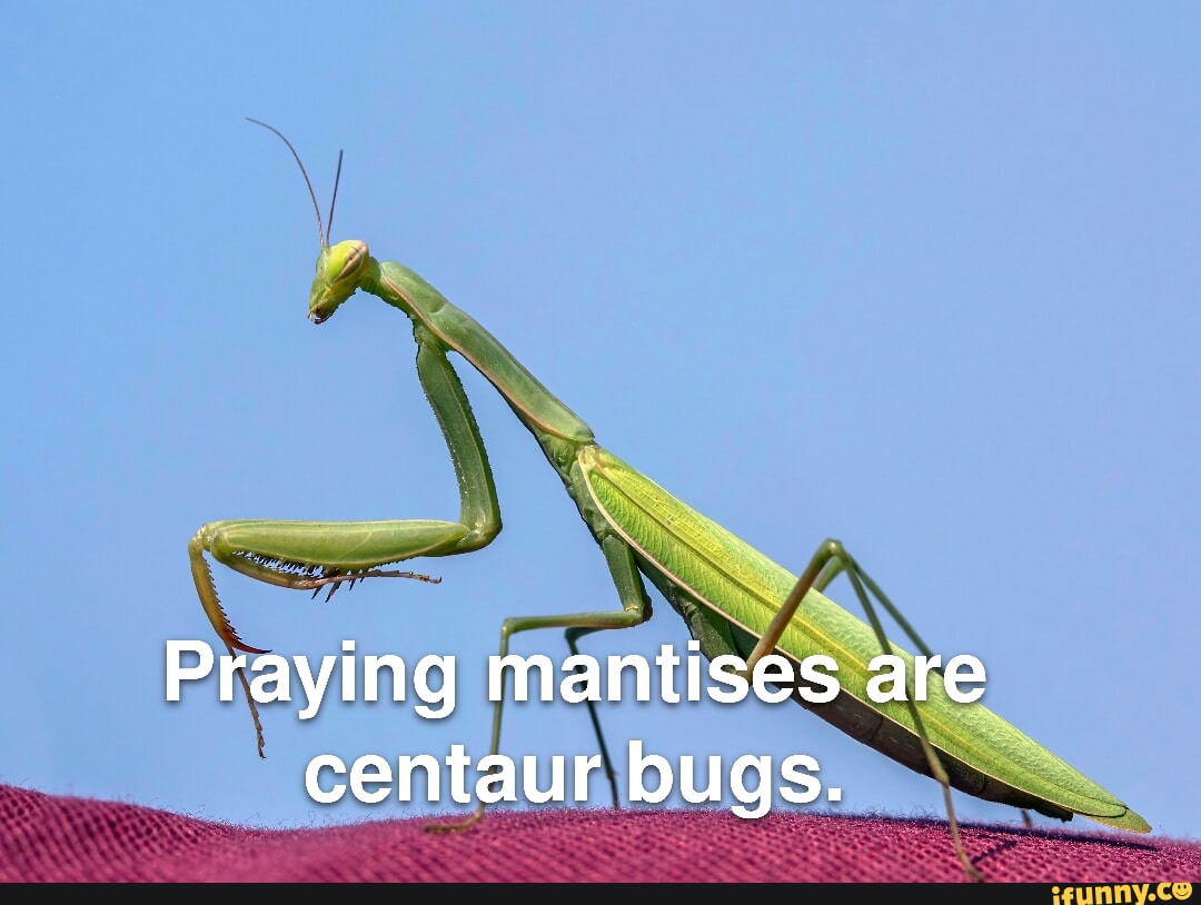 Centaur memes. Best Collection of funny Centaur pictures on iFunny