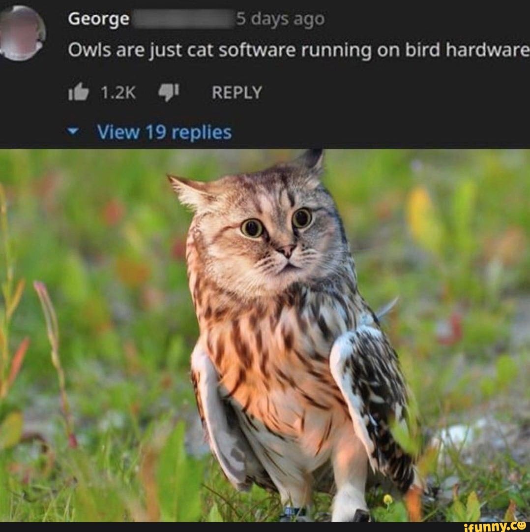 Owls are just cat software running on bird hardware i@ 1.2K Bl REPLY ...