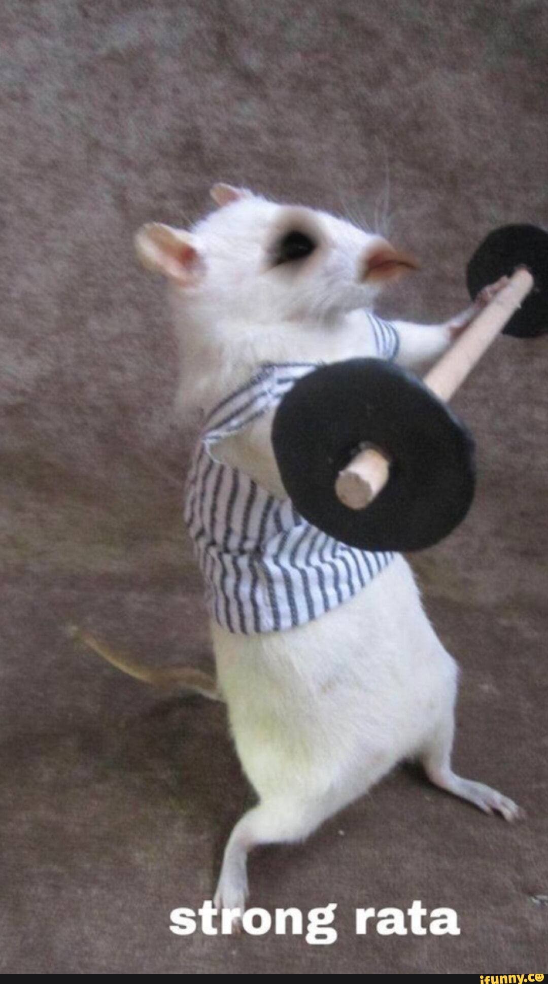 Rata memes. Best Collection of funny Rata pictures on iFunny