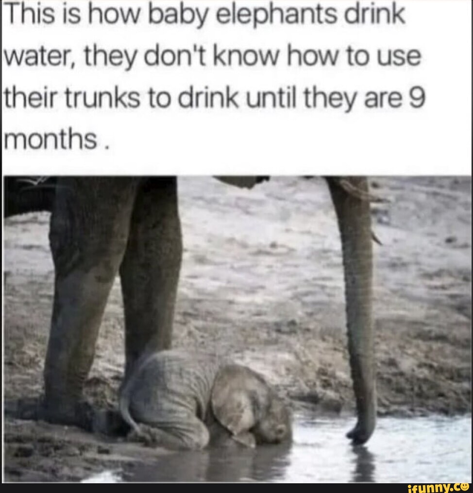 Trunks memes. Best Collection of funny Trunks pictures on iFunny