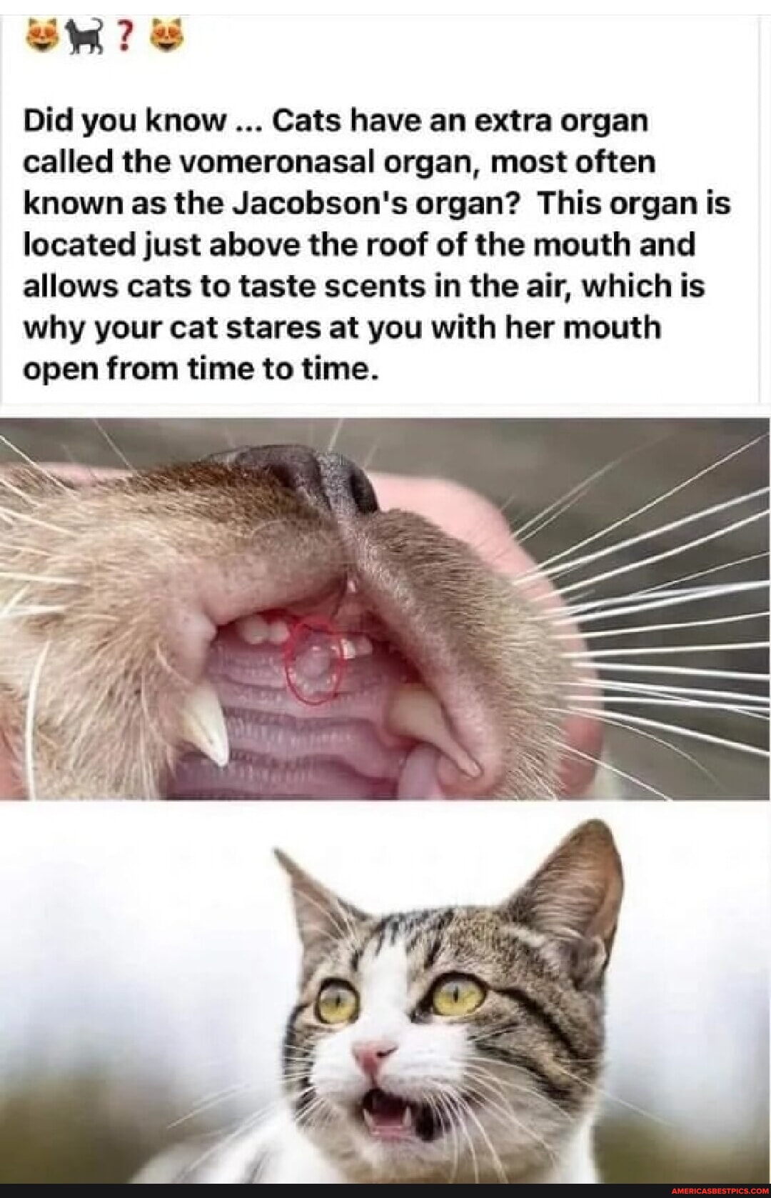 Se? sss Did you know Cats have an extra organ called the vomeronasal ...