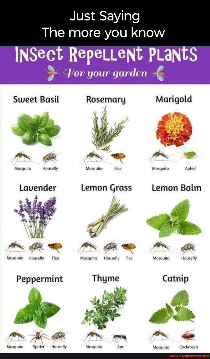 Just Saying The more you know INSect RepeLLent PLants Por your garden ...