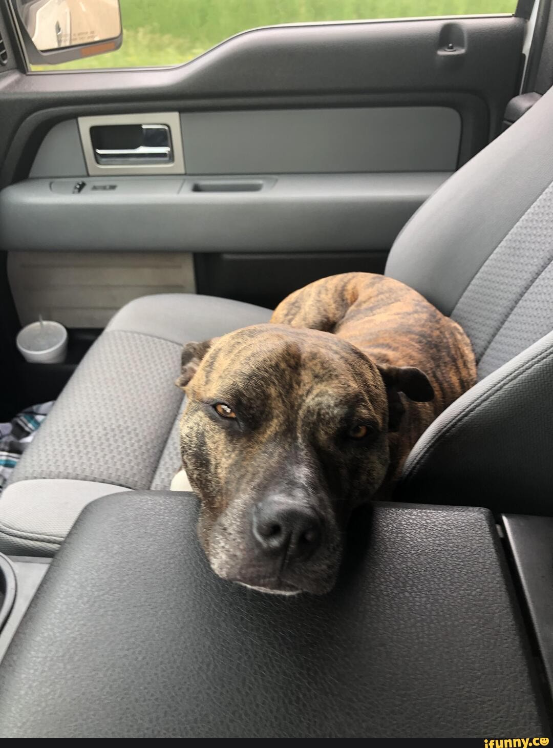 Pibble memes. Best Collection of funny Pibble pictures on iFunny