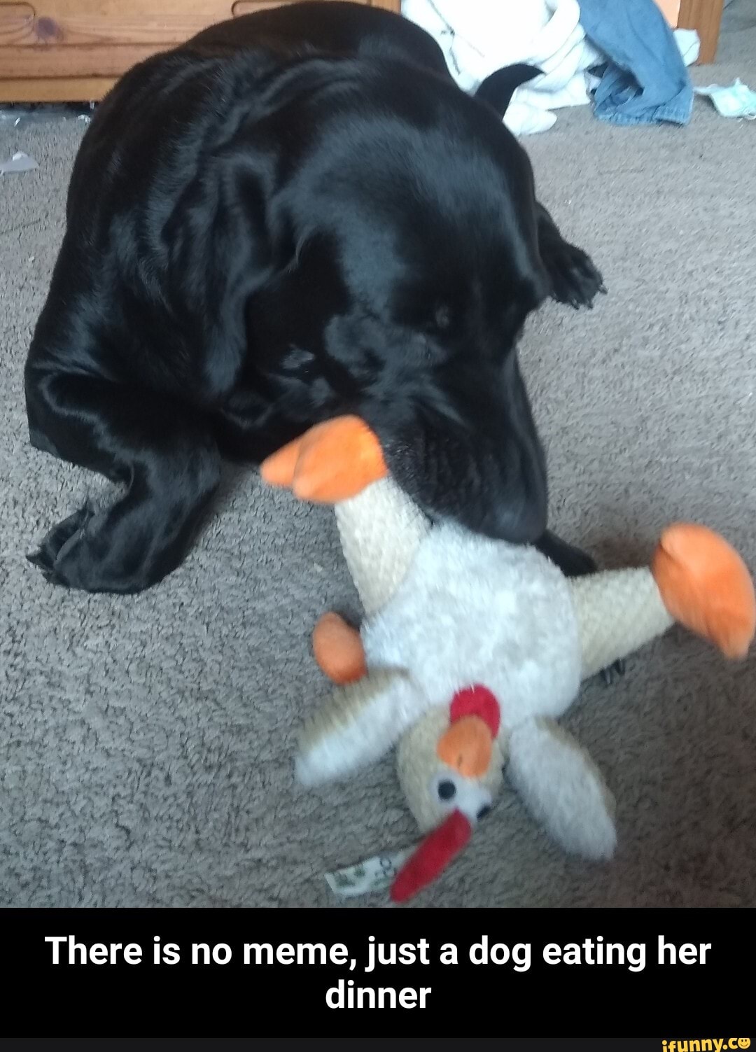 There is no meme, just a dog eating her dinner - There is no meme, just ...