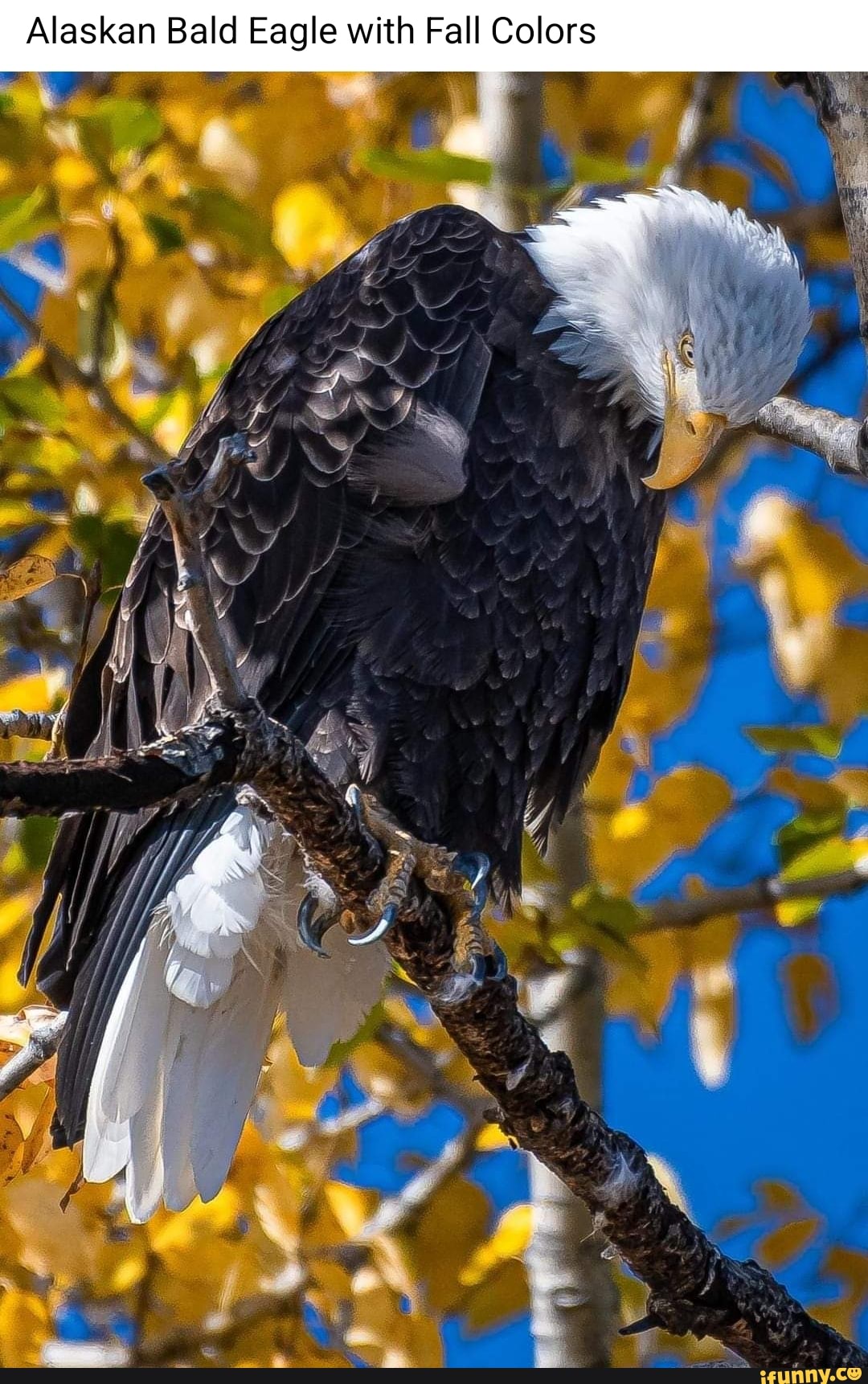 Alaskan Bald Eagle with Fall Colors - iFunny