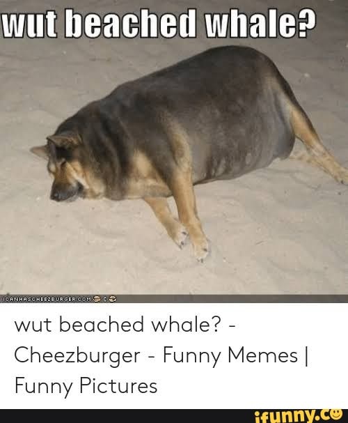 Wut beached whale? wut beached whale? - Cheezburger - Funny Memes I ...