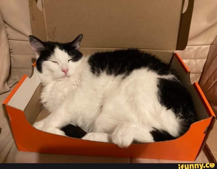 Shoebox memes. Best Collection of funny Shoebox pictures on iFunny