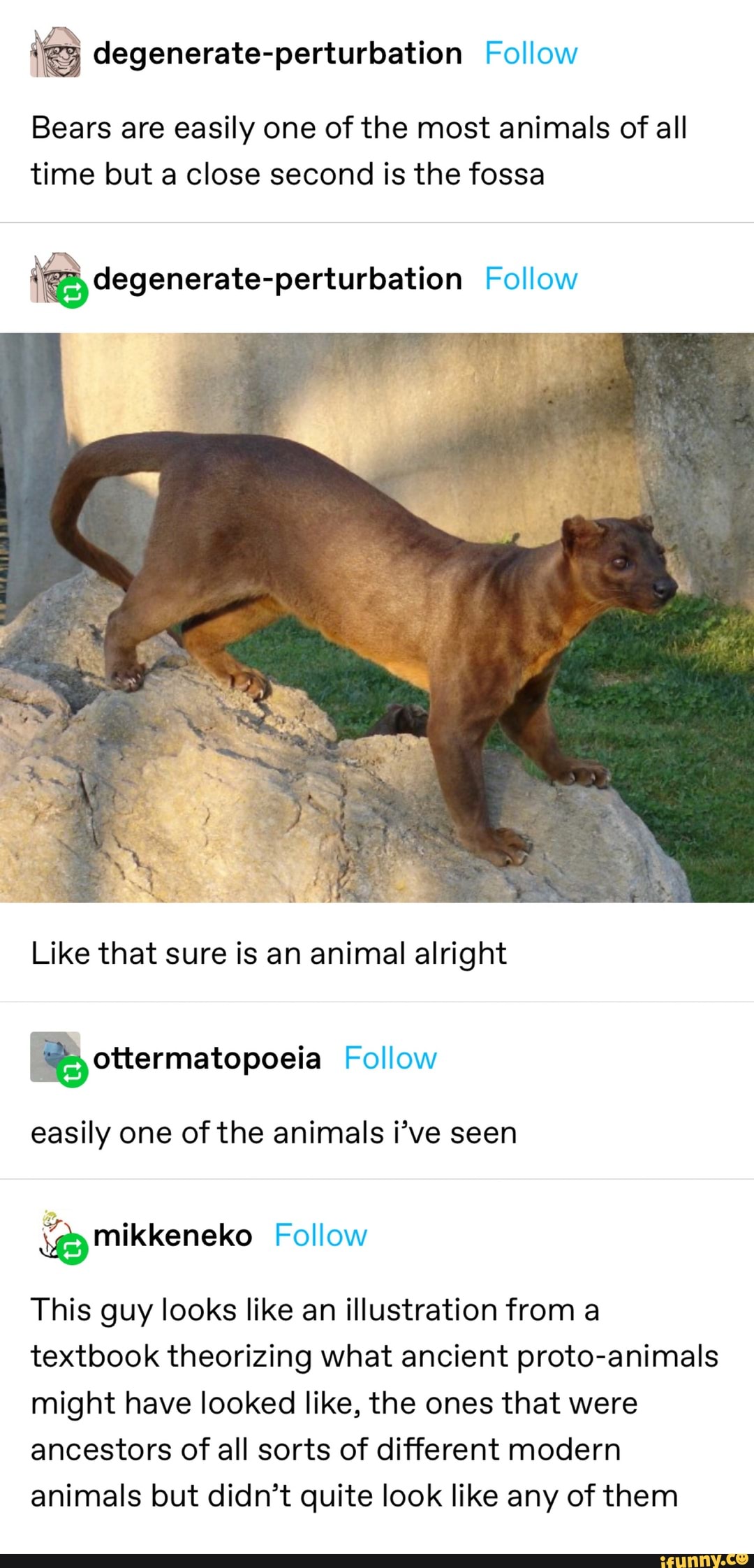Fossa memes. Best Collection of funny Fossa pictures on iFunny