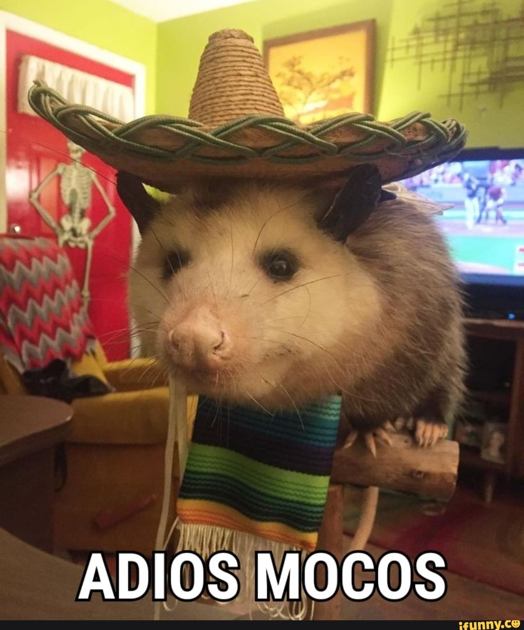 Mocos memes. Best Collection of funny Mocos pictures on iFunny