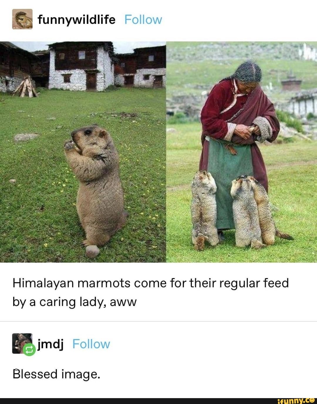 Marmots memes. Best Collection of funny Marmots pictures on iFunny