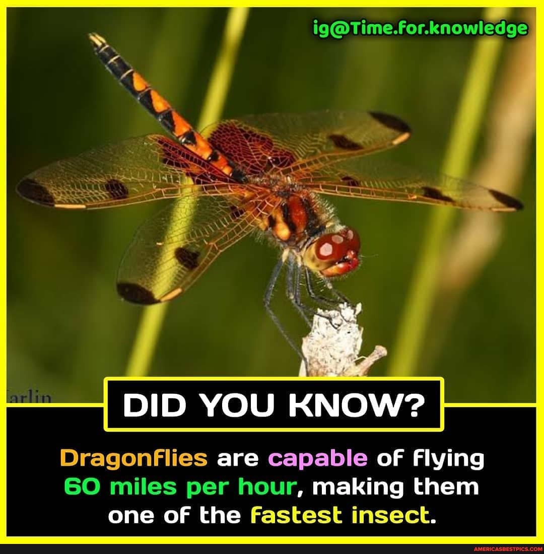 DID YOU KNOW? Dragonflies are capable of Flying miles per hour, making ...