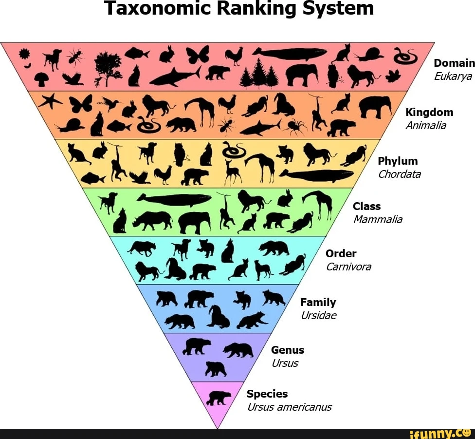 Taxonomic Ranking System Domain Eukarya Kingdom Phylum Chordata Class