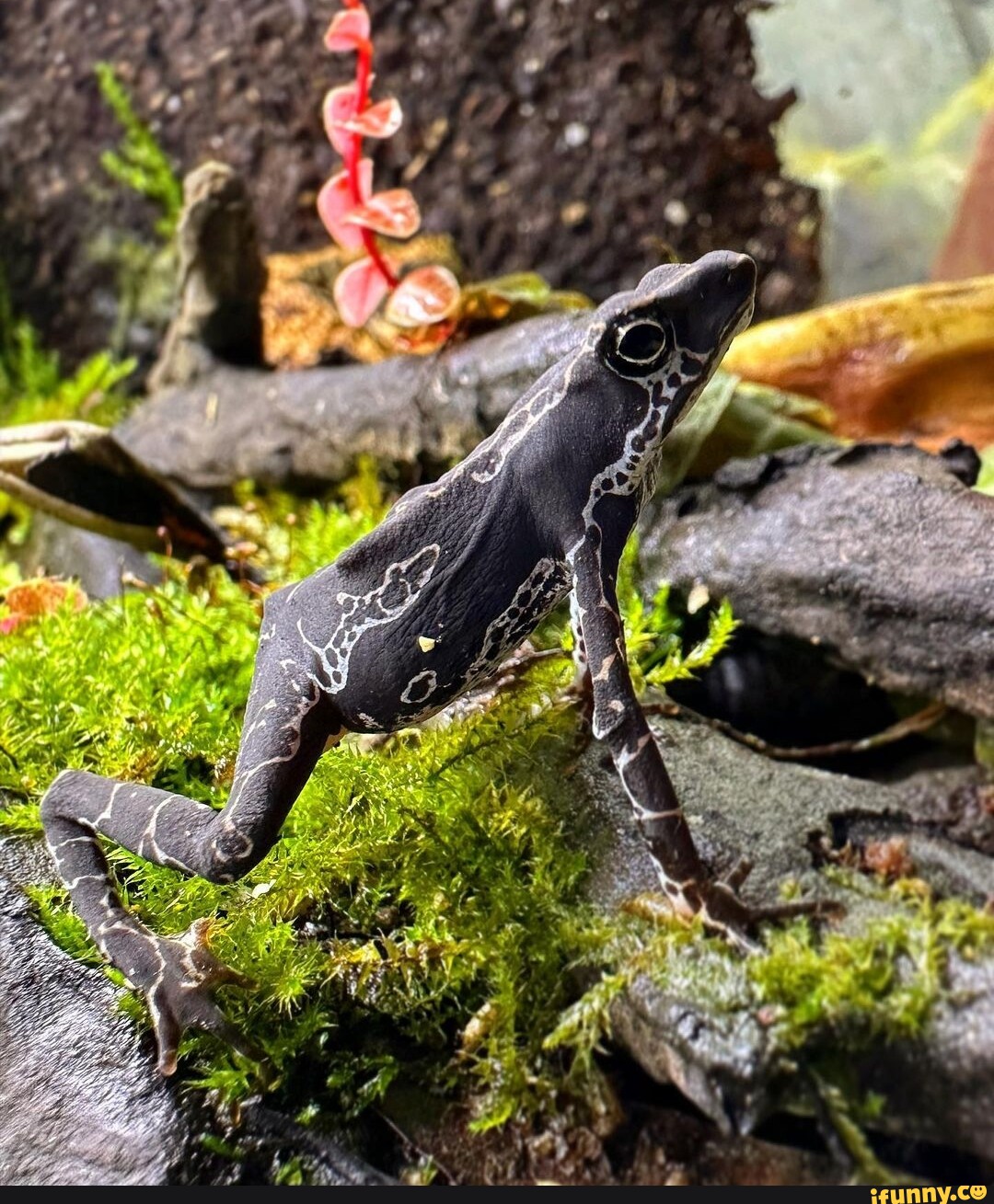 Picture memes rKnsCccIA by friggin_frog: 5 comments - iFunny