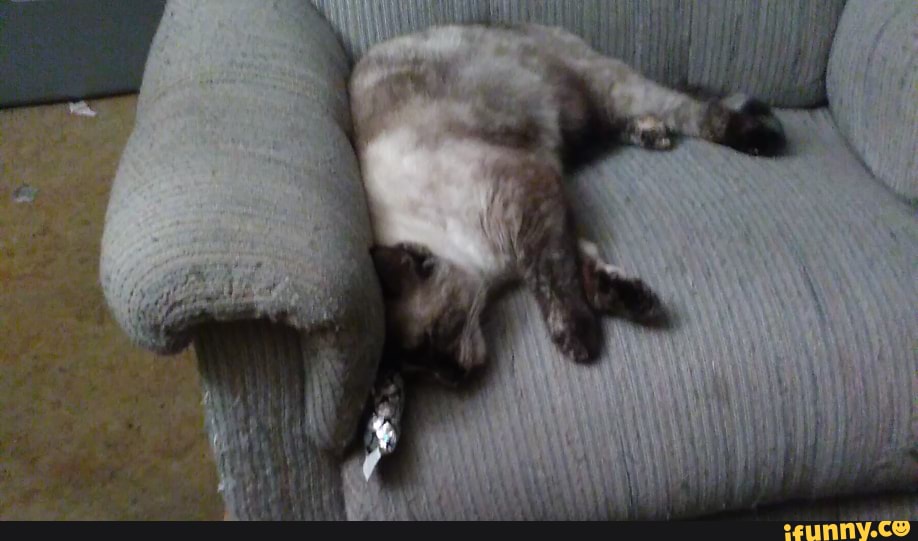 Unicat memes. Best Collection of funny Unicat pictures on iFunny