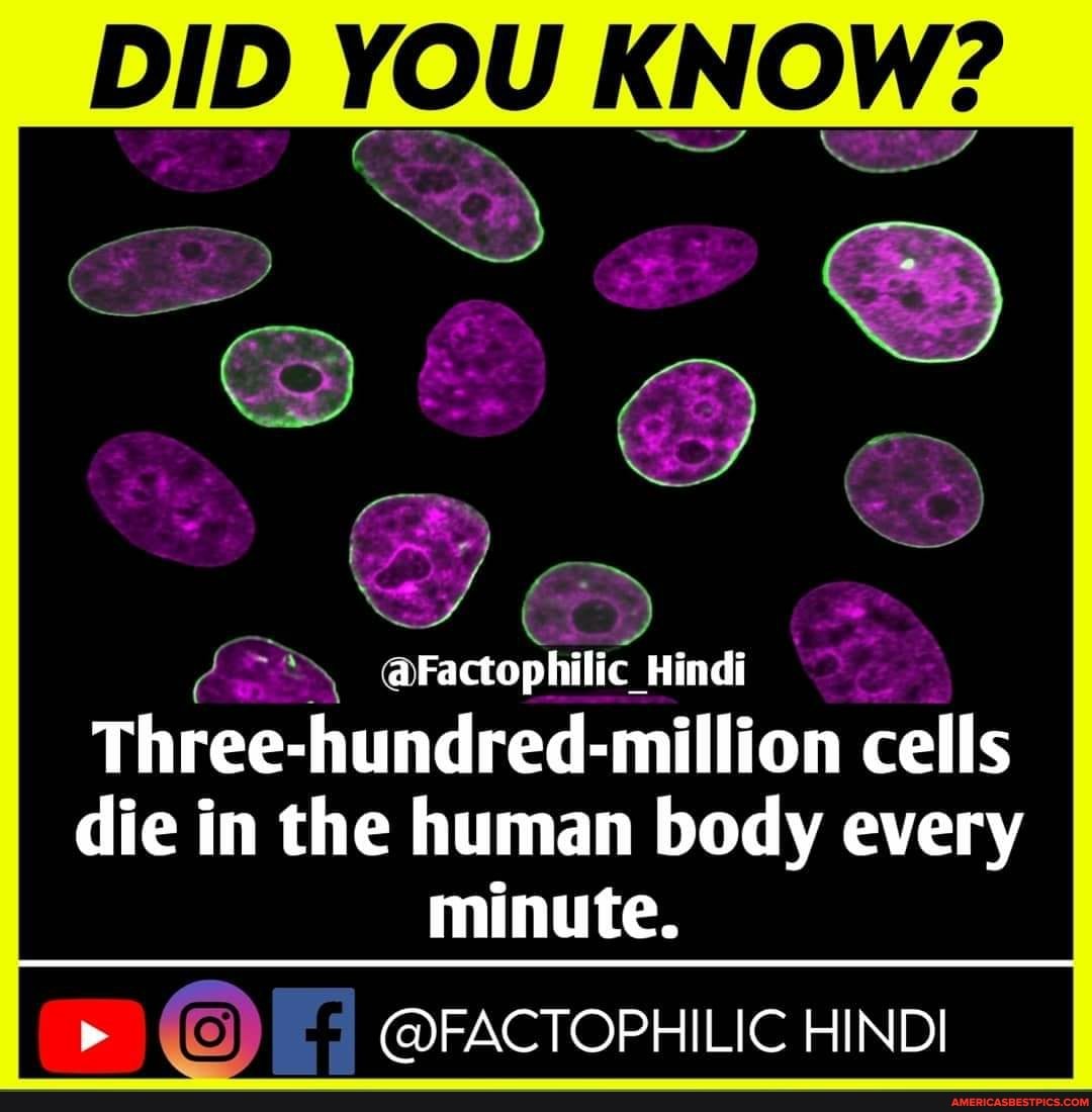 DID YOU KNOW? @Factophilic_ _Hindi Three-hundred-million cells die in ...