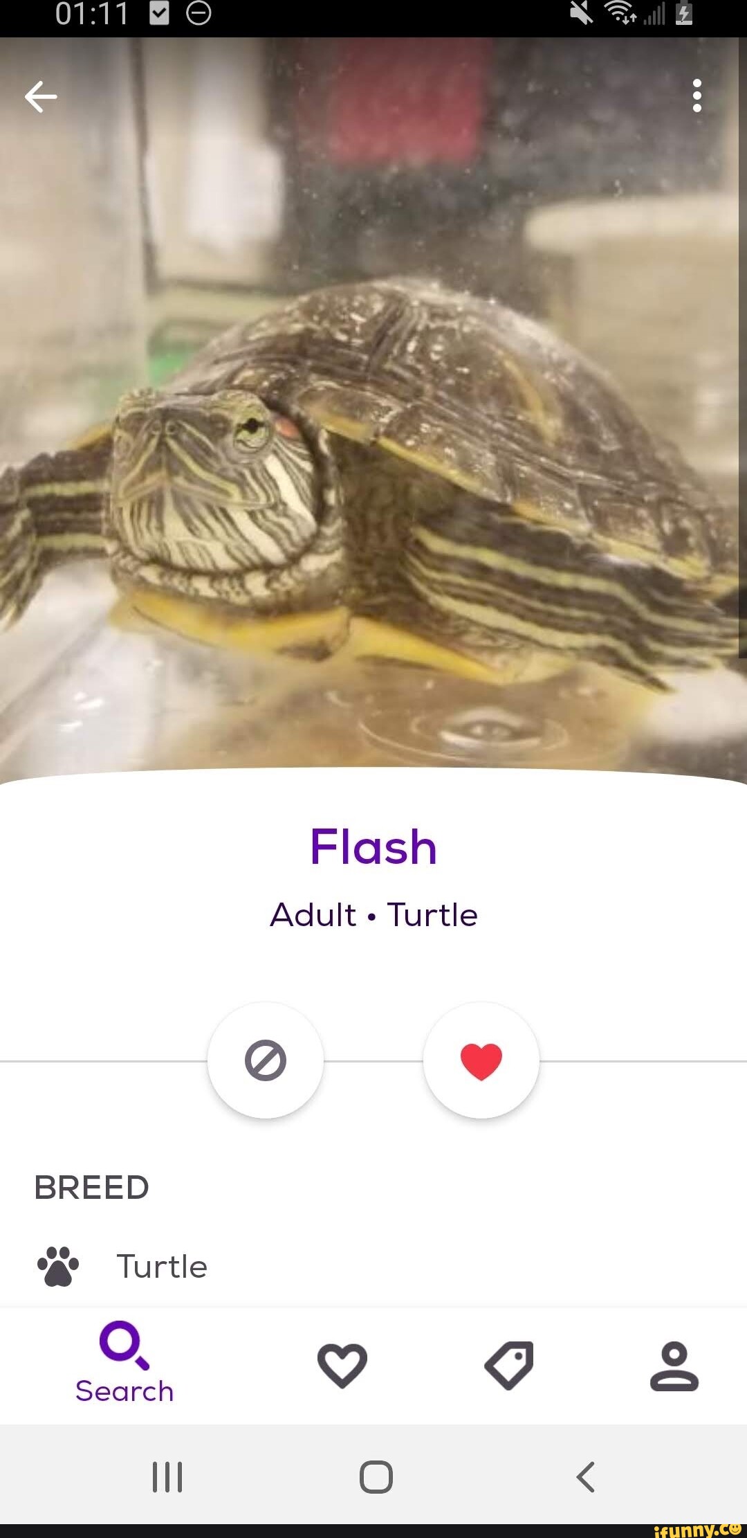 All Flash Adult Turtle BREED Turtle Search Do O