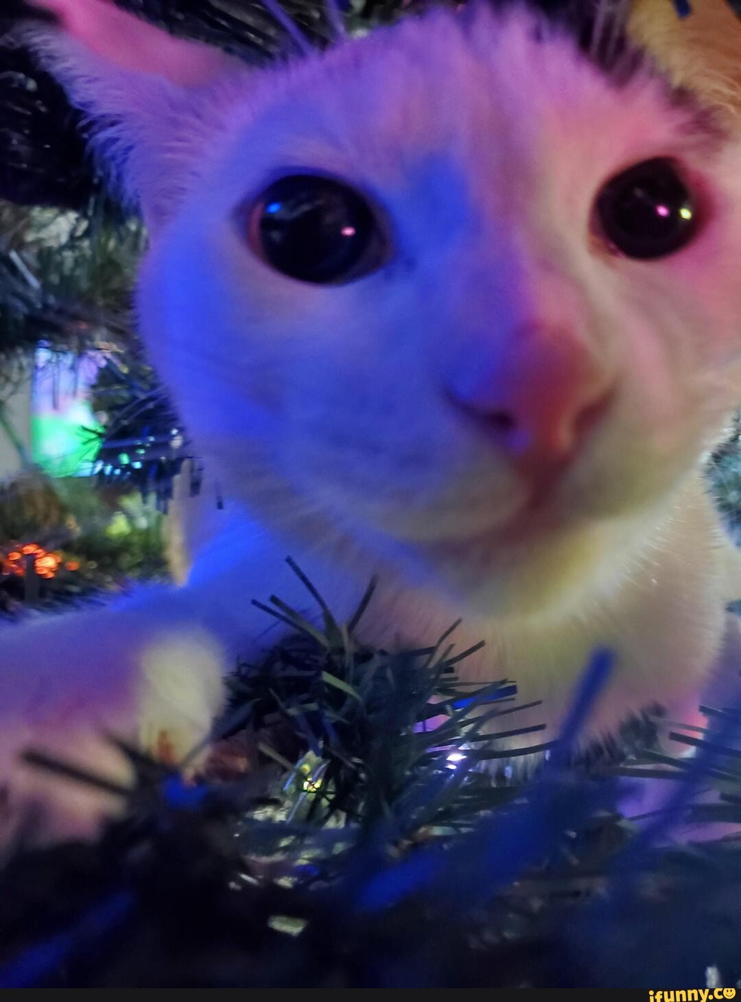 Jupiter's first Christmas. She was a very big fan of the tree haha ...