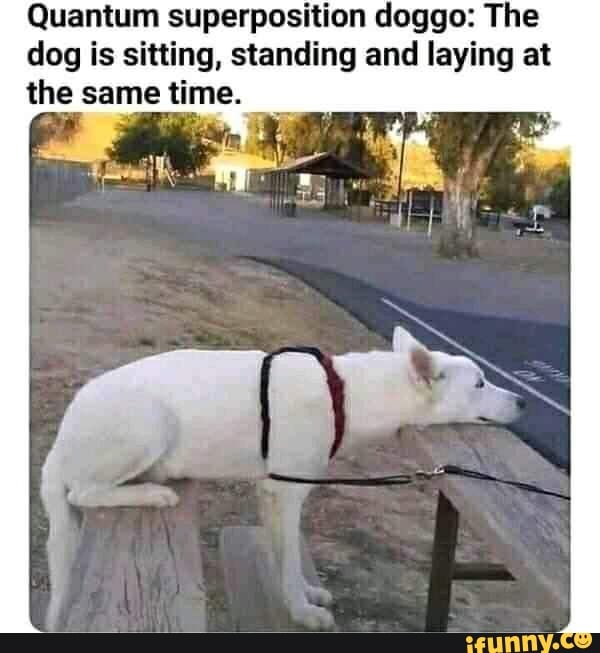 Standing Husky Meme