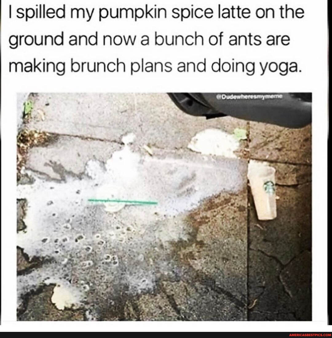 🤣🤣 Via @dudewheresmymeme - I spilled my pumpkin spice latte on the ...
