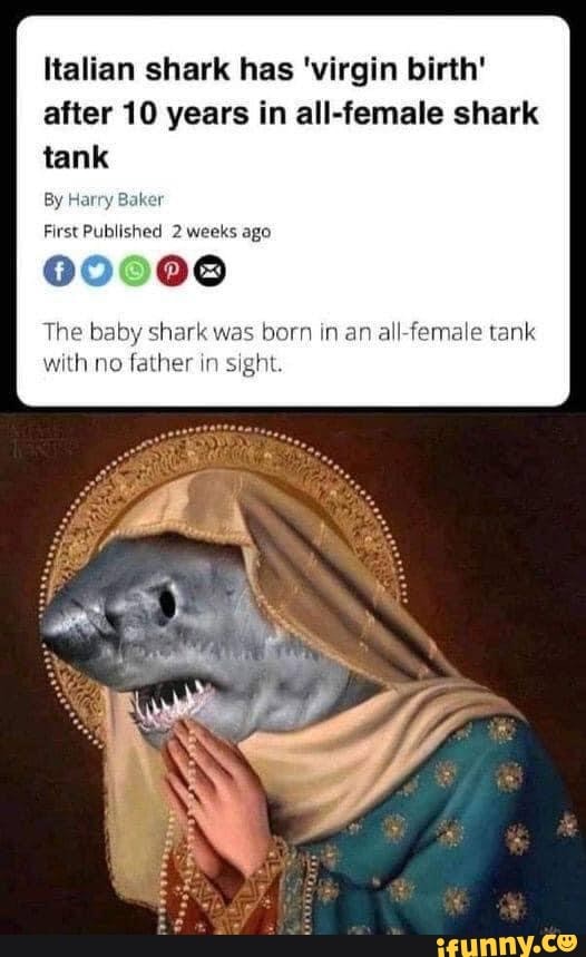 Italian shark has 'virgin birth' after 10 years in all-female shark ...