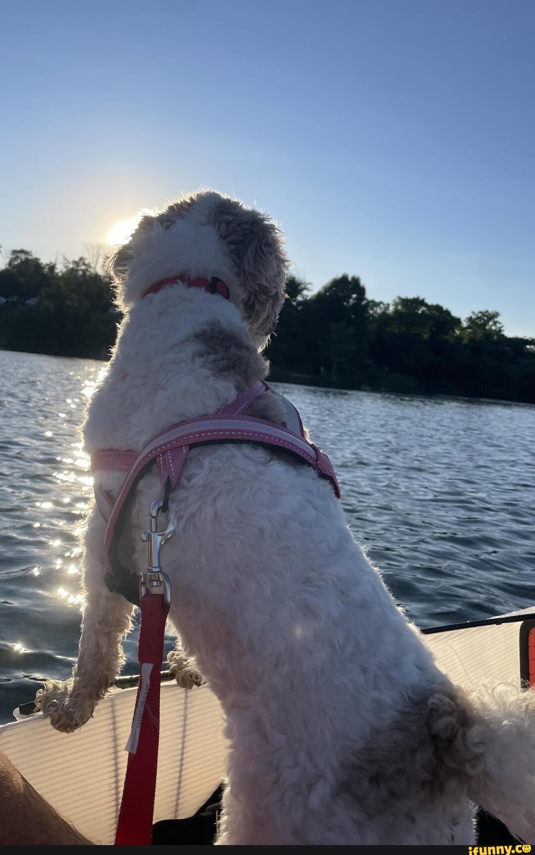 Schnoodle memes. Best Collection of funny Schnoodle pictures on iFunny