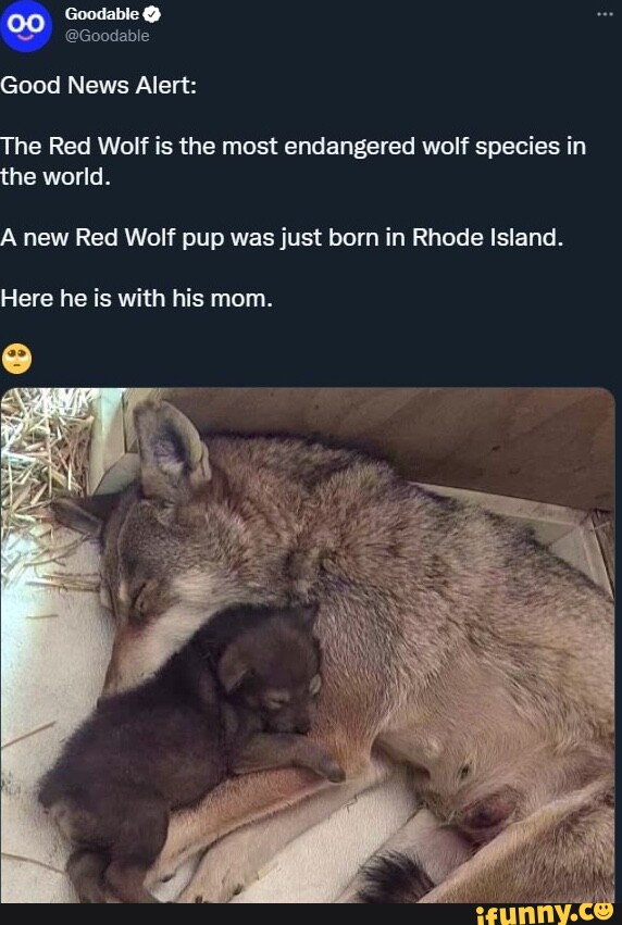 Goodable Good News Alert: The Red Wolf is the most endangered wolf ...