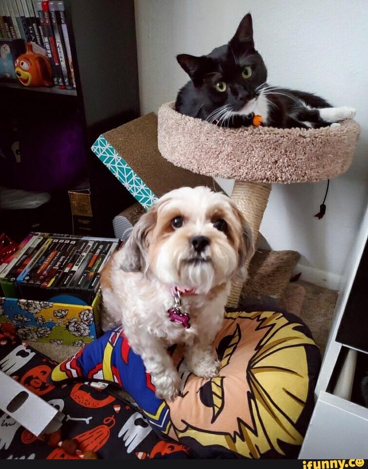 Hambo memes. Best Collection of funny Hambo pictures on iFunny