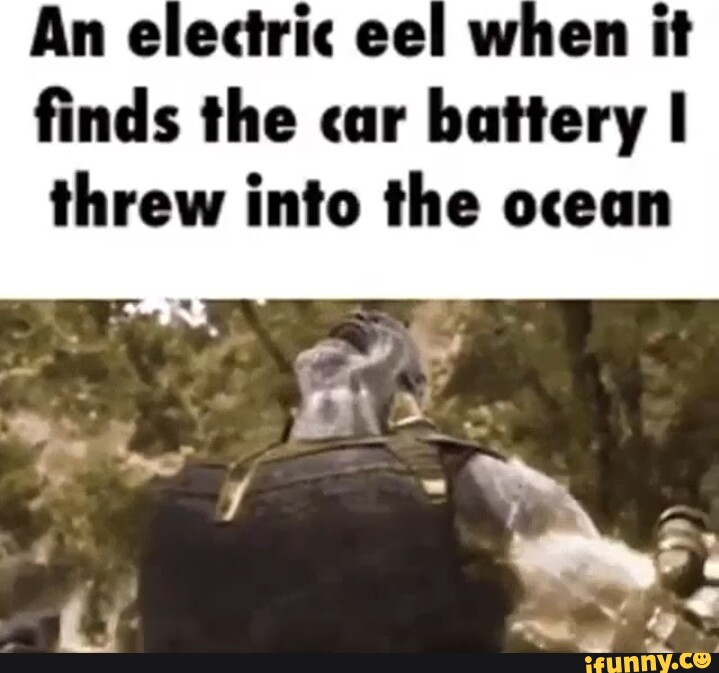 Eel wine finds the car battery I threw into the ocean - iFunny