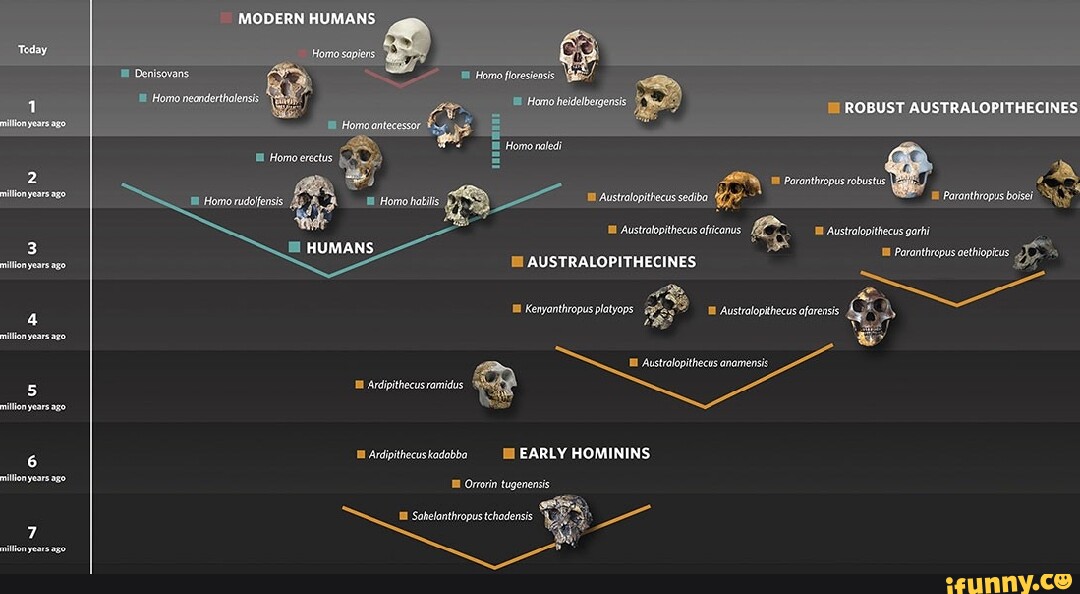 MODERN HUMANS HUMANS AUSTRALOPITHECINES. EARLY HOMININS ROBUST ...