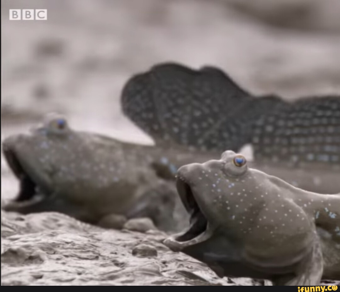 Mudskipper memes. Best Collection of funny Mudskipper pictures on iFunny