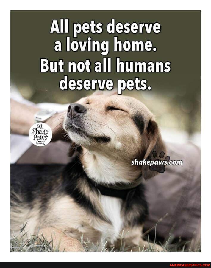 All pets deserve a loving home. But not all humans deserve pets ...