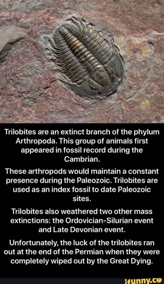 Trilobites are an extinct branch of the phylum Arthropoda. This group ...