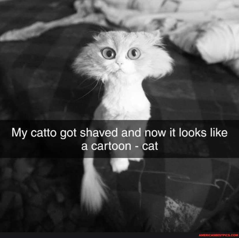 My catto got shaved and now it looks like a cartoon - cat - America’s ...