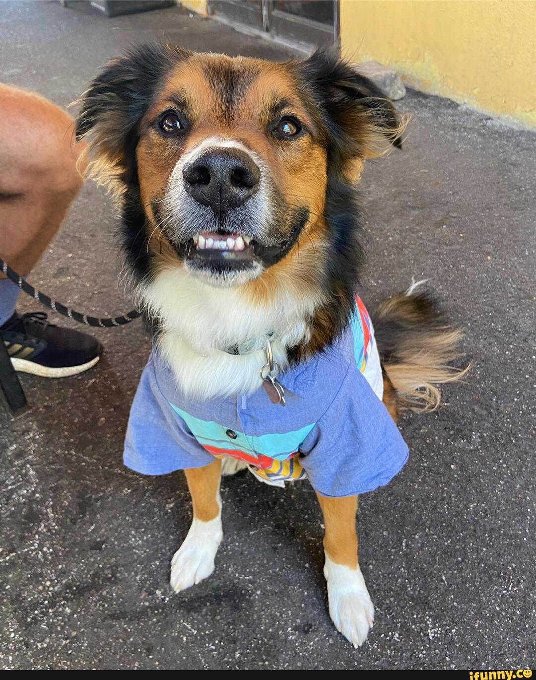 Smiling_dog memes. Best Collection of funny Smiling_dog pictures on iFunny