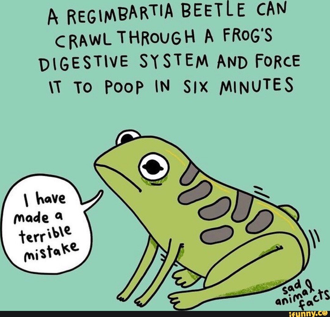 REGIMBARTIA BEETLE CAN CRAWL THROUGH A FROG'S DIGESTIVE SYSTEM AND ...