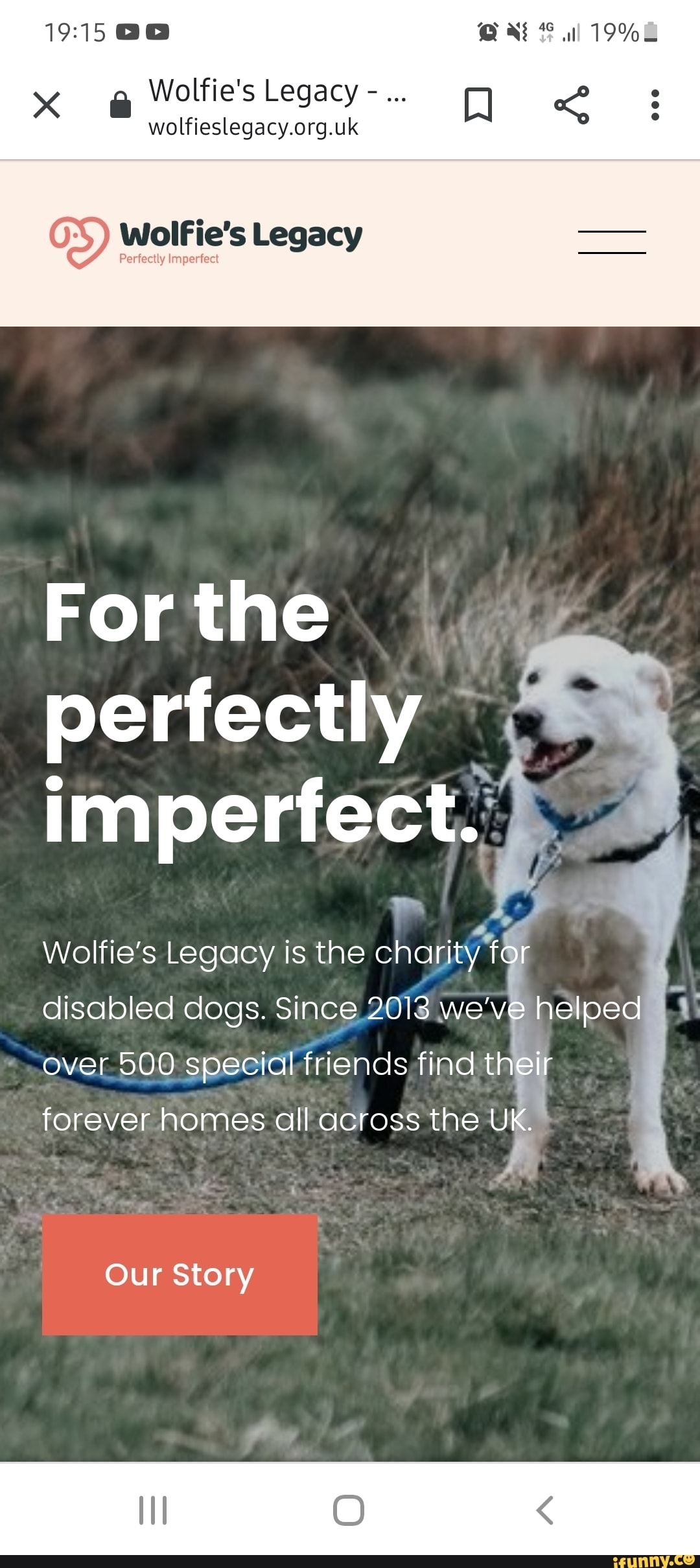 Wolfies memes. Best Collection of funny Wolfies pictures on iFunny
