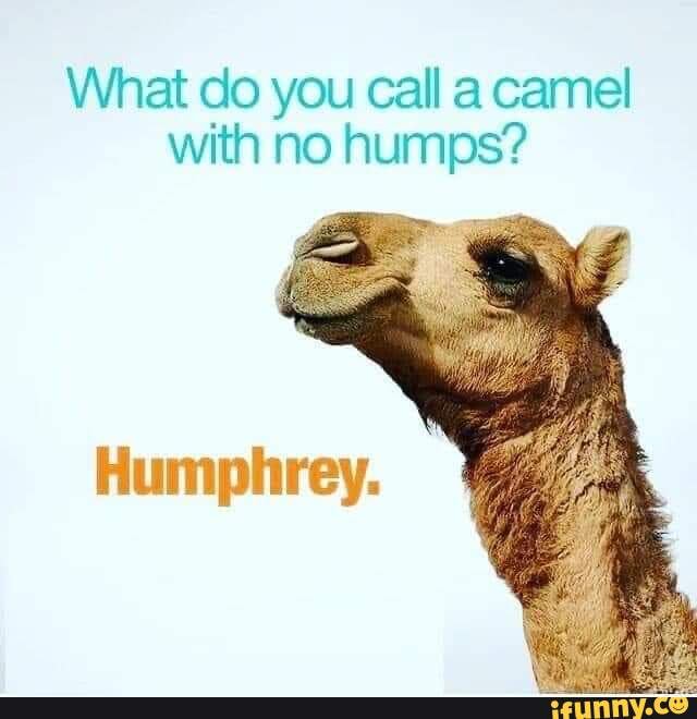 Camel memes. Best Collection of funny Camel pictures on iFunny