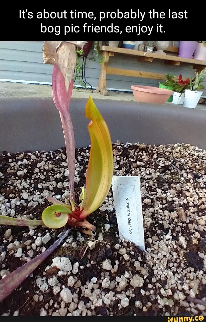 Pogbog memes. Best Collection of funny Pogbog pictures on iFunny