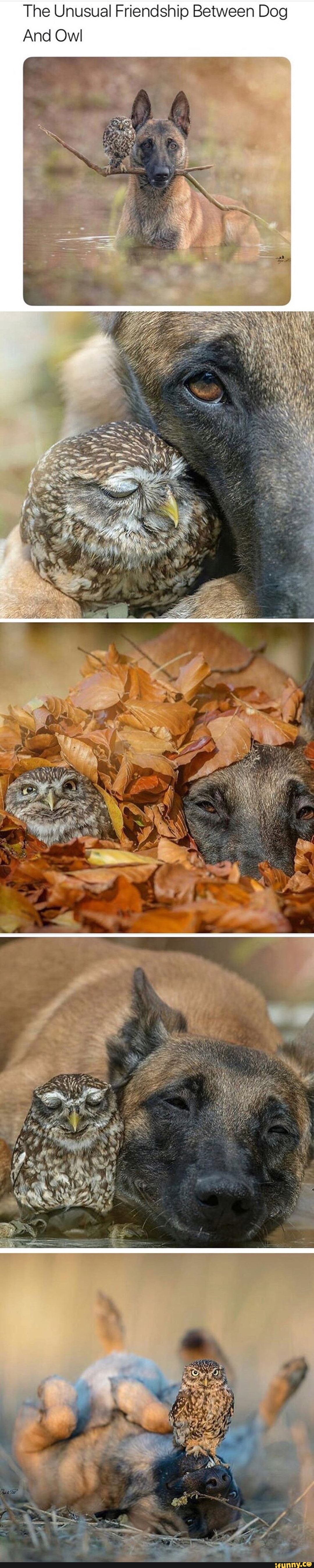 The Unusual Friendship Between Dog And Owl PP - iFunny