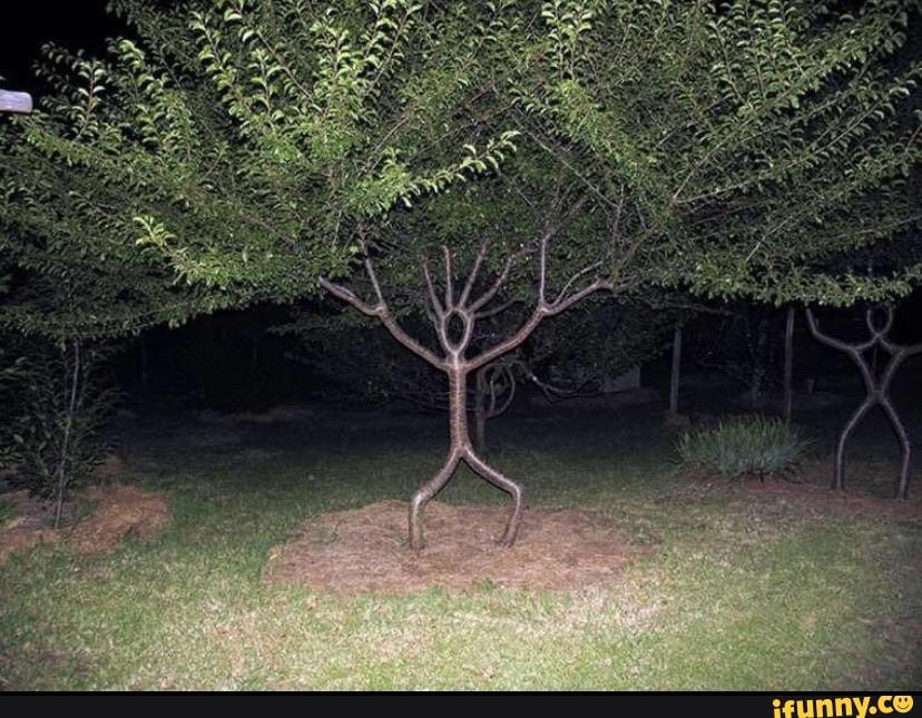 Cursed_trees memes. Best Collection of funny Cursed_trees pictures on iFunny