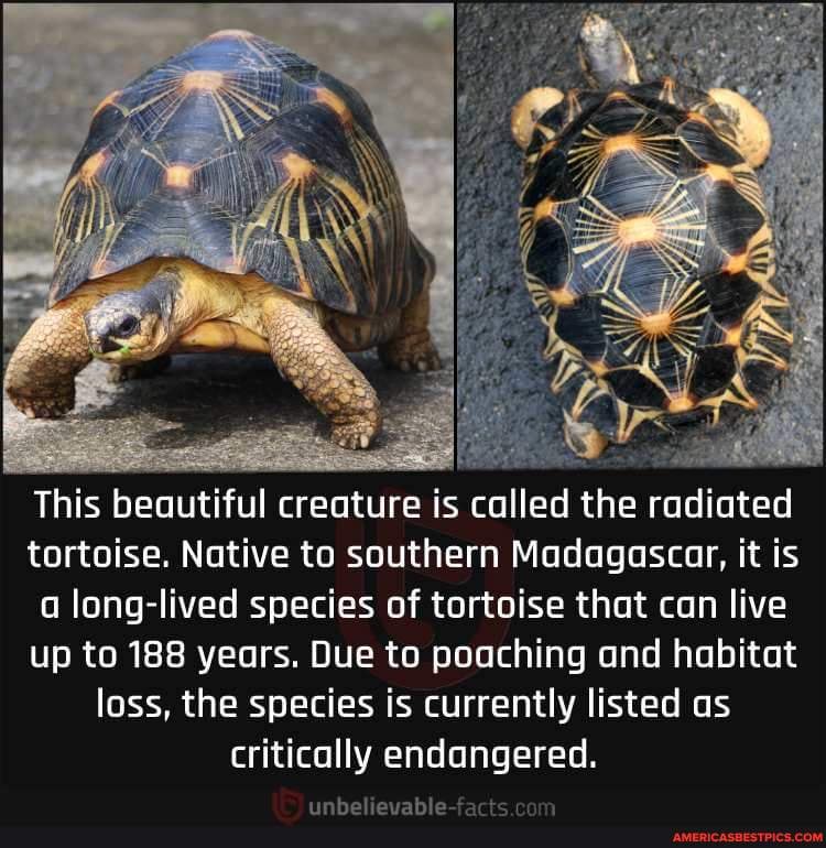 This beautiful creature is called the radiated tortoise. Native to ...