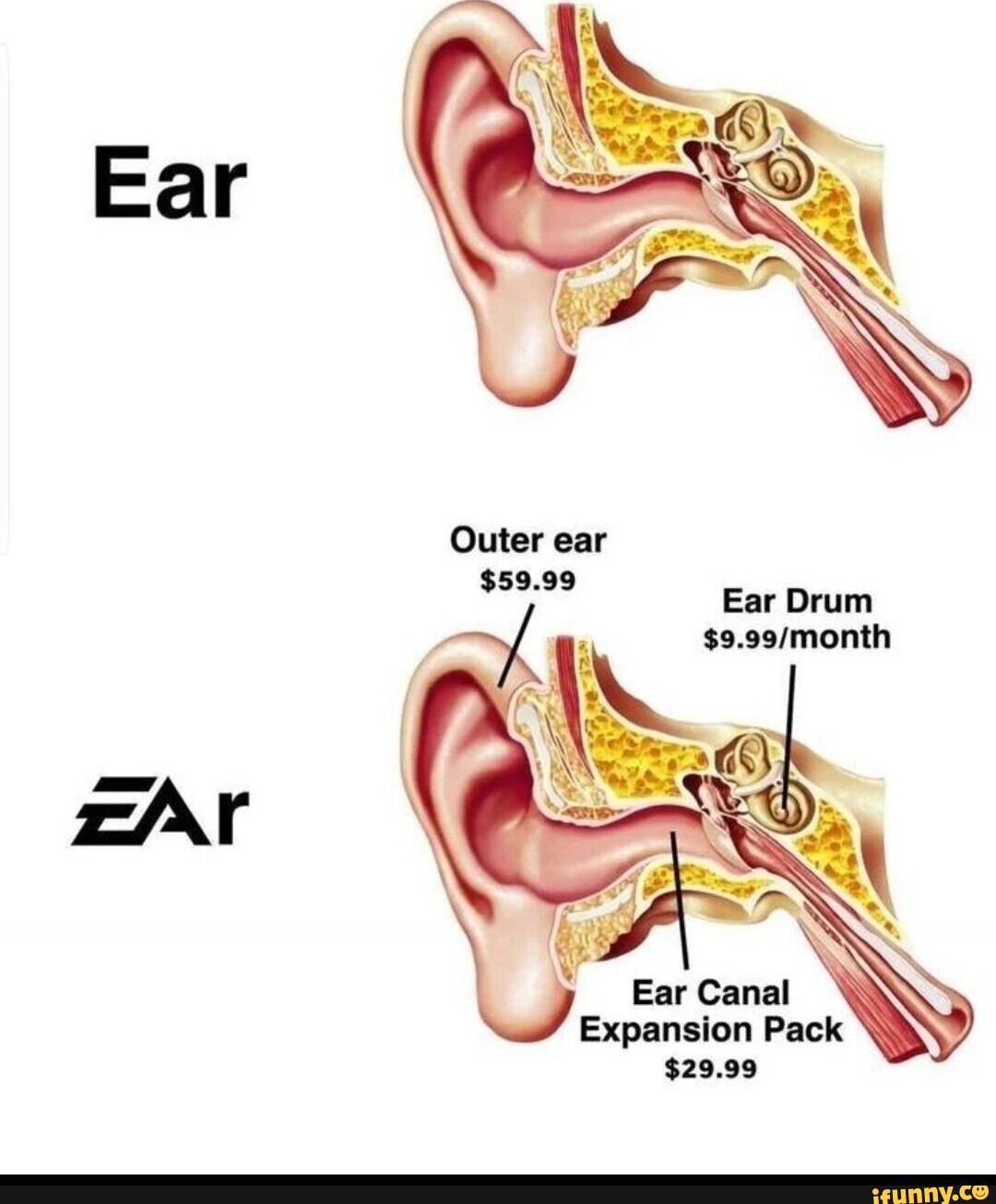 ear-outer-ear-59-99-ear-drum-ear-canal-expansion-pack-29-99-ifunny