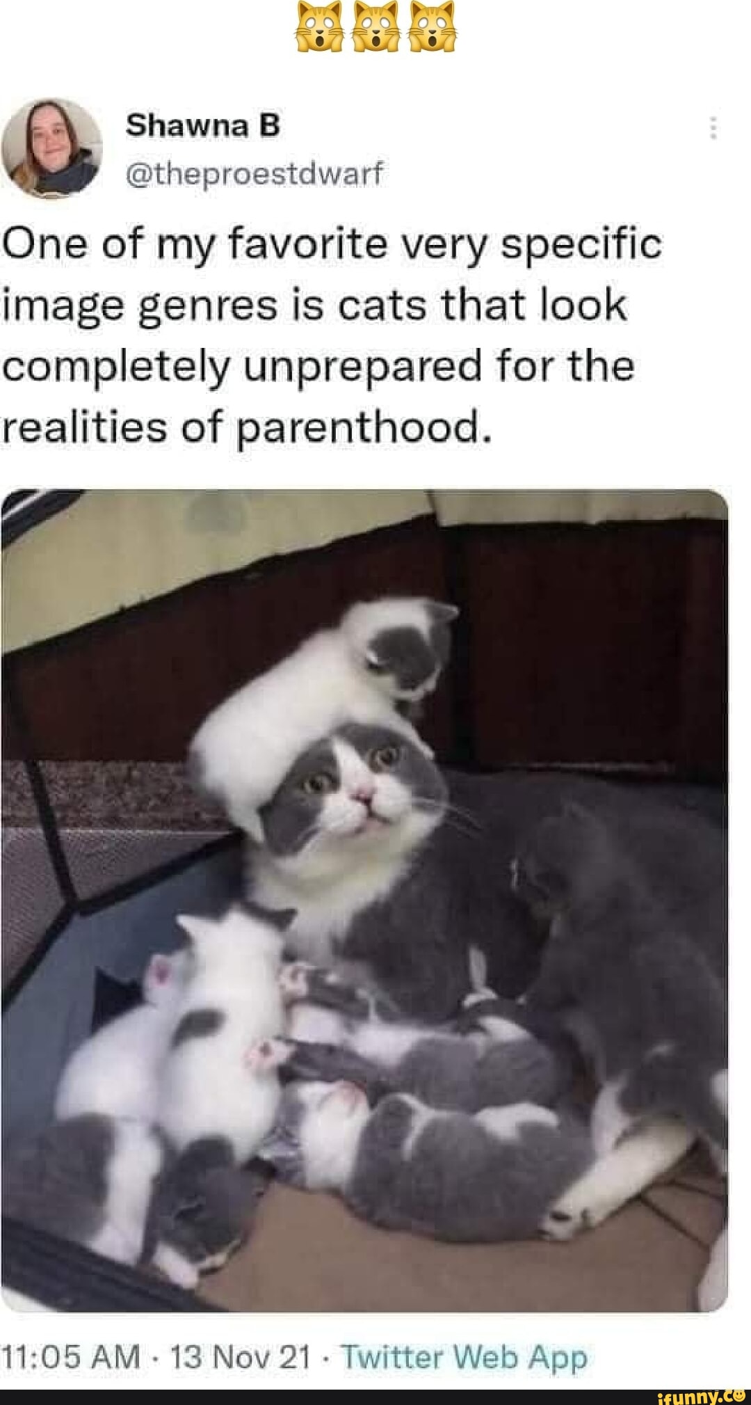 Wels memes. Best Collection of funny Wels pictures on iFunny