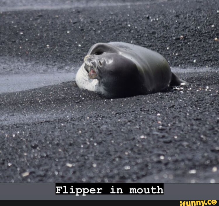 Flipper memes. Best Collection of funny Flipper pictures on iFunny