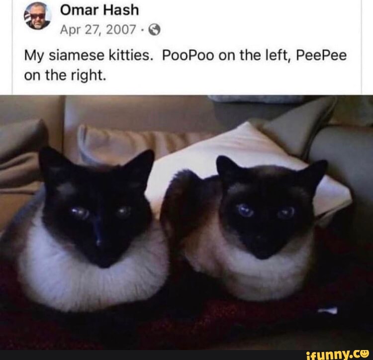 Omar Hash 27, 2007 My siamese kitties. PooPoo on the left, PeePee on ...