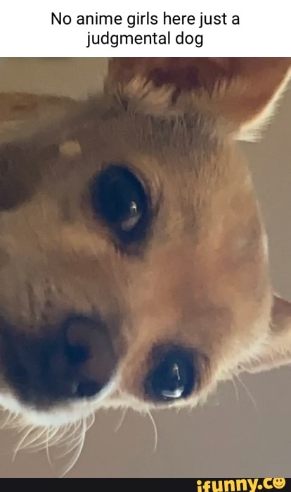 No anime girls here just a judgmental dog - iFunny